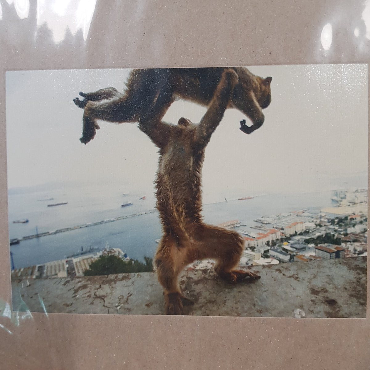 SHELLAC - DUDE INCREDIBLE VINYL – GrevilleRecords